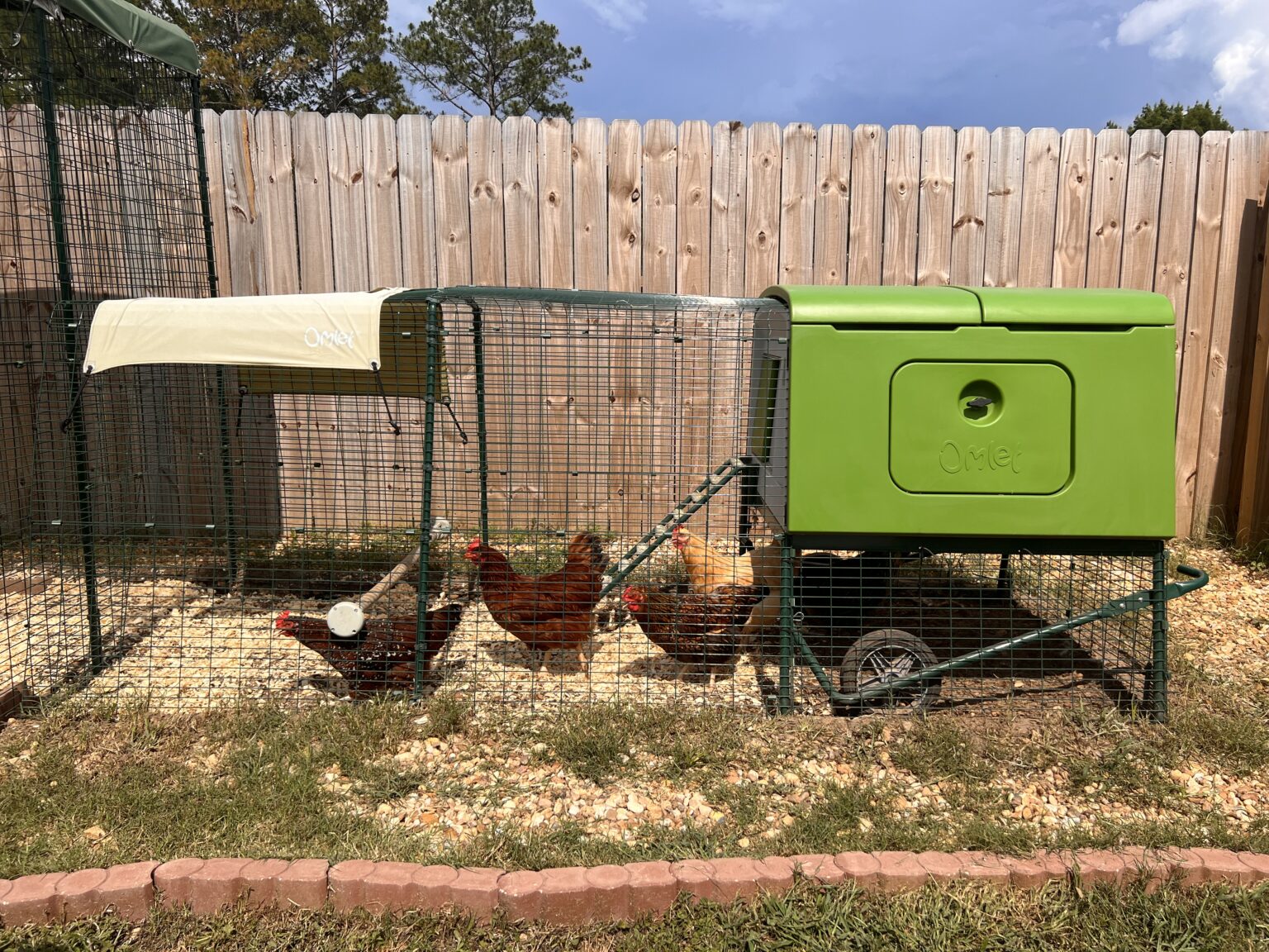 Top 5 Tips for Raising Happy Chickens | Raising Chickens - Living ...