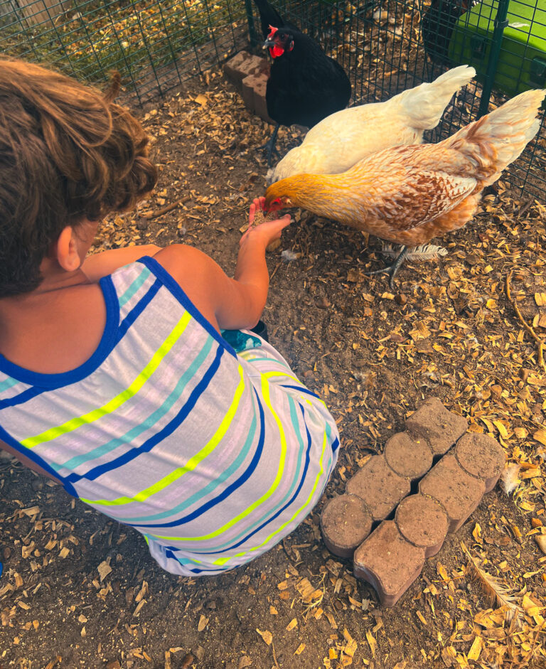 Top 5 Tips for Raising Happy Chickens | Raising Chickens - Living ...