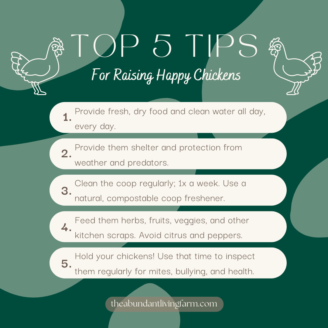 Top 5 Tips for Raising Happy Chickens | Raising Chickens - Living ...