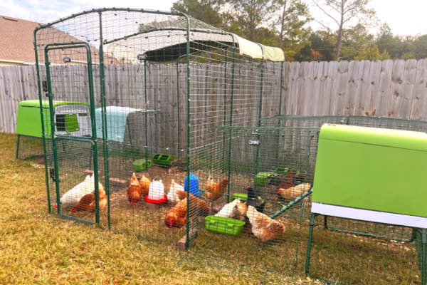 Top 5 Tips for Raising Happy Chickens | Raising Chickens - Living ...