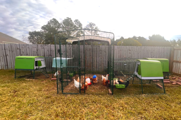 Top 5 Tips for Raising Happy Chickens | Raising Chickens - Living ...